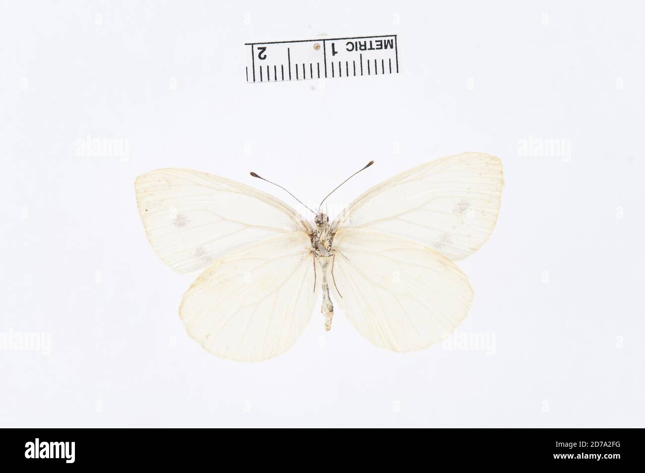 California, United States, Pieris iberidis Boisduval, 1869, Animalia ...