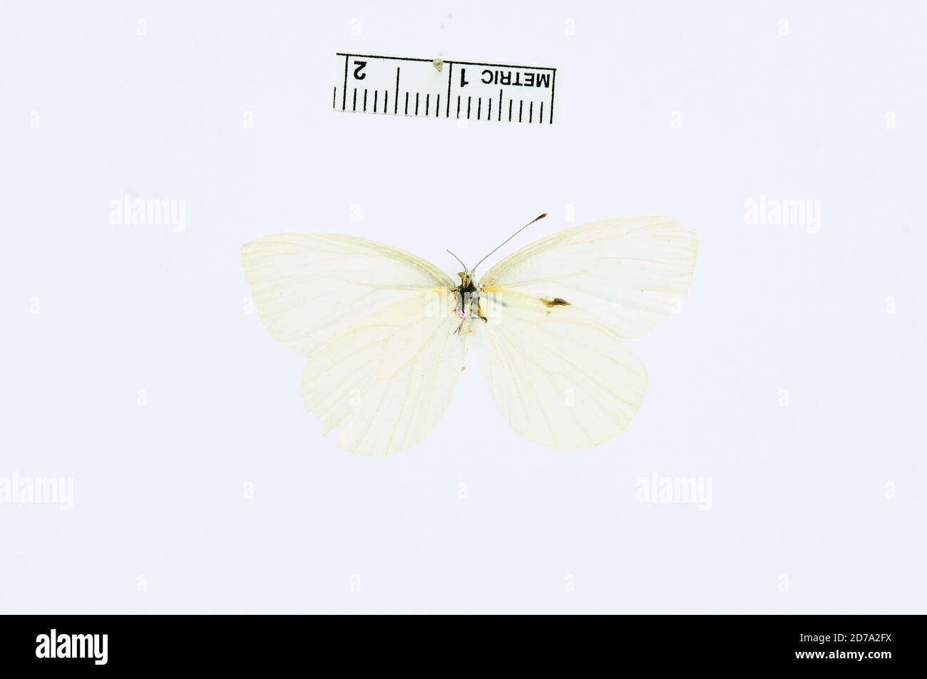 United States, Pieris cruciferarum Boisduval, 1836, Animalia ...