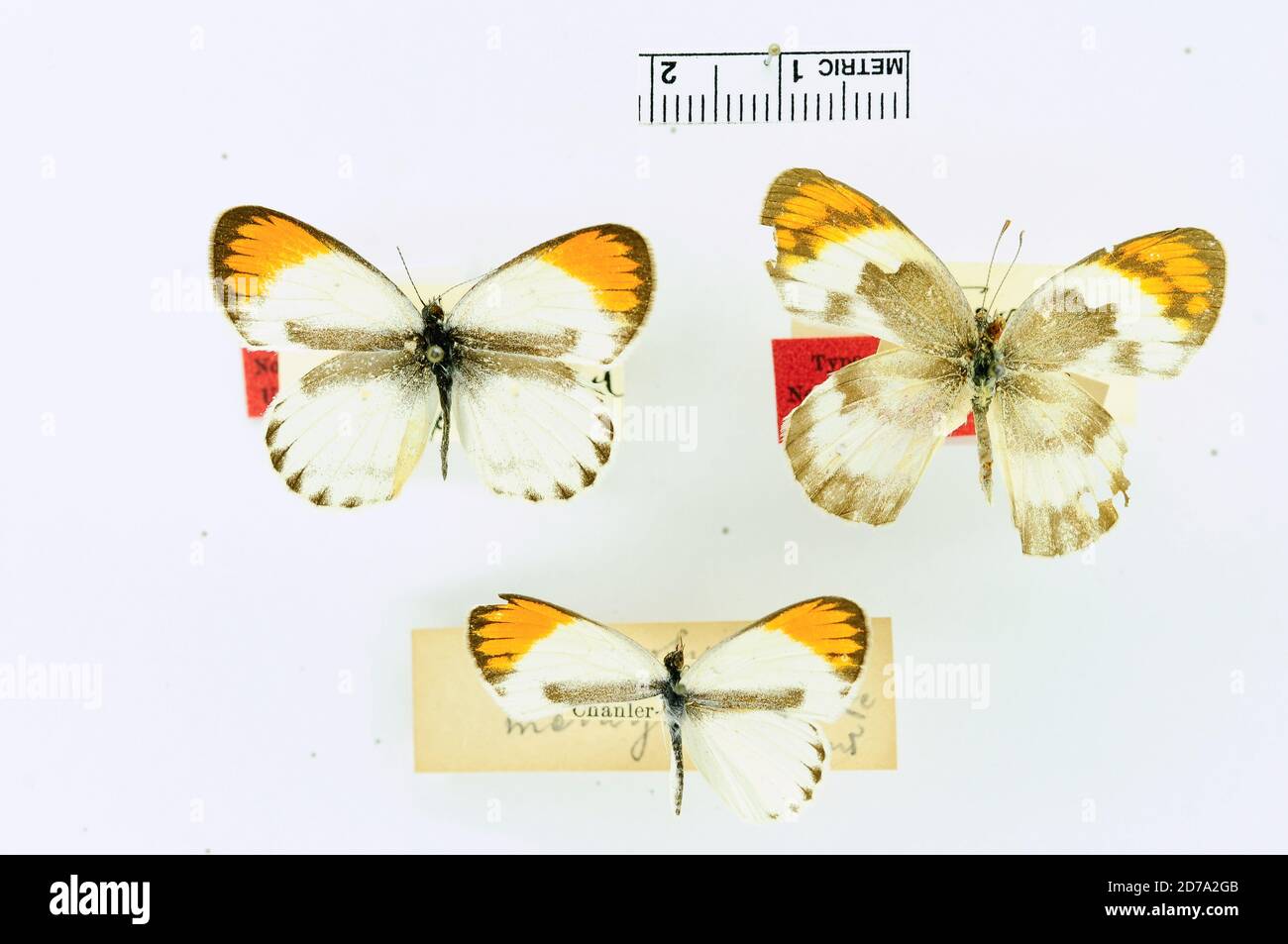 Kenya, Teracolus metagone Holland, 1896, Animalia, Arthropoda, Insecta ...