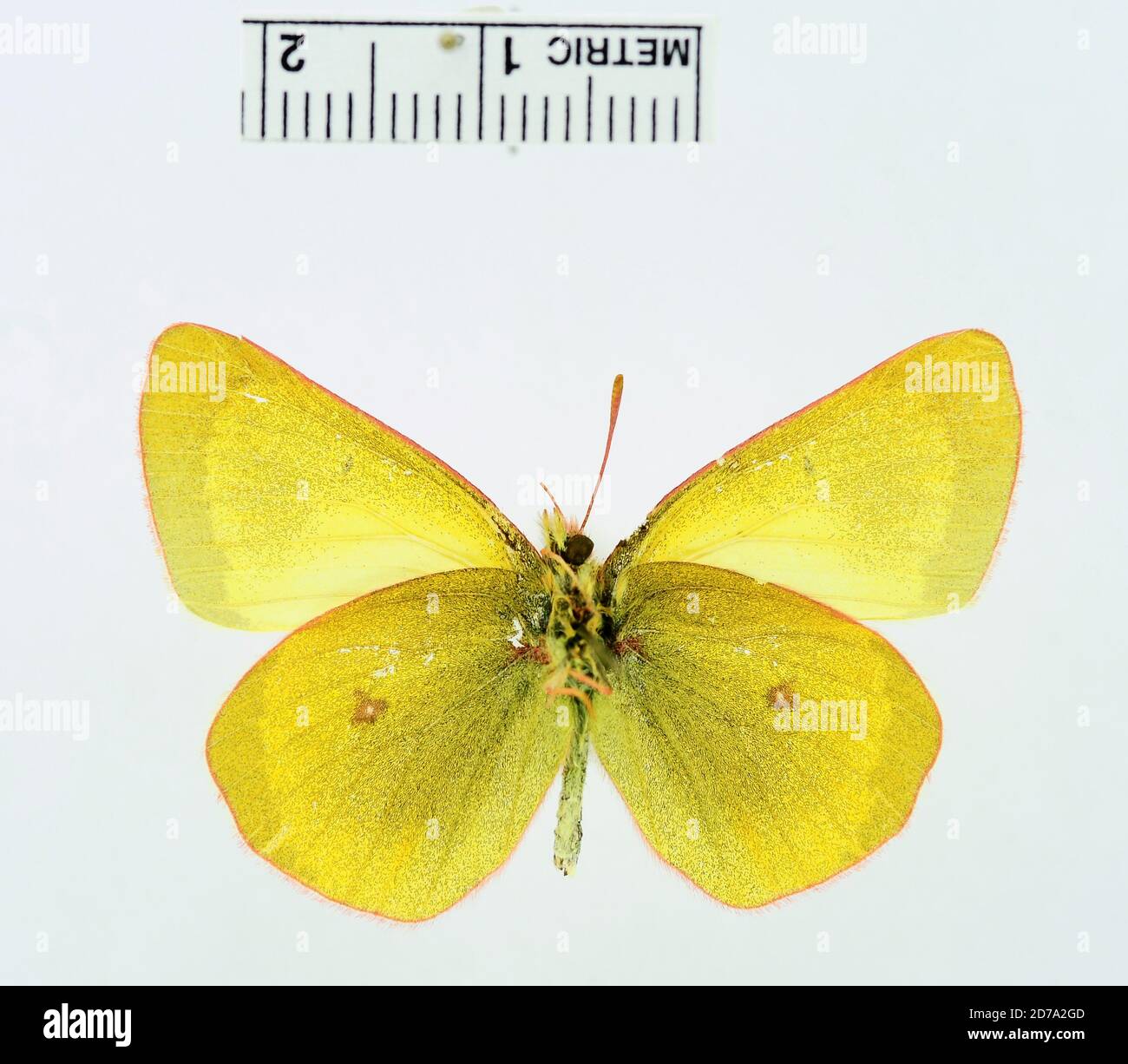 Alberta, Canada, Colias pelidne var. minisni Barnes & McDunnough, 1916 ...