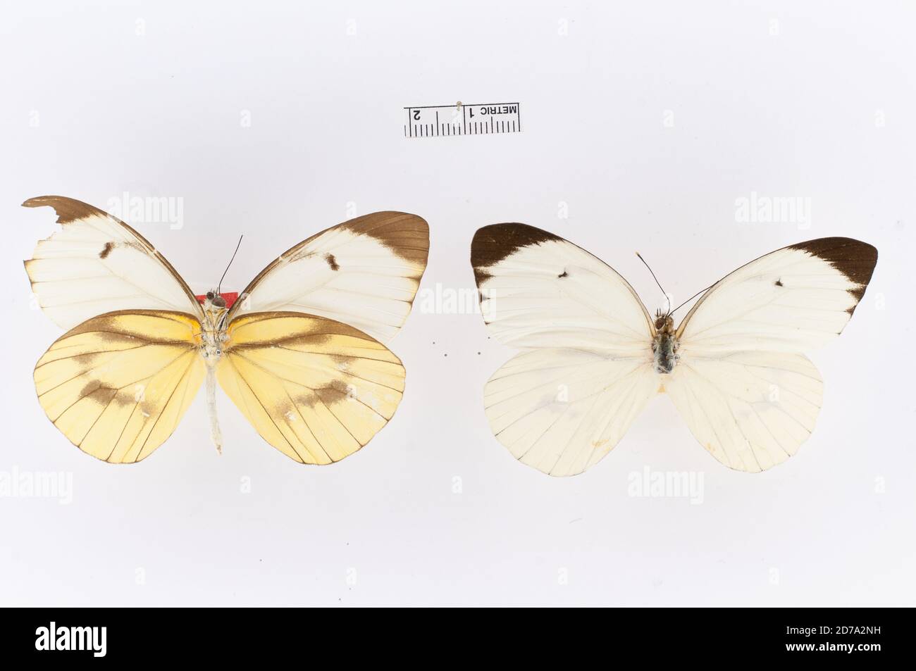 Peru, Pieris sublineata Schaus, 1902, Animalia, Arthropoda, Insecta ...