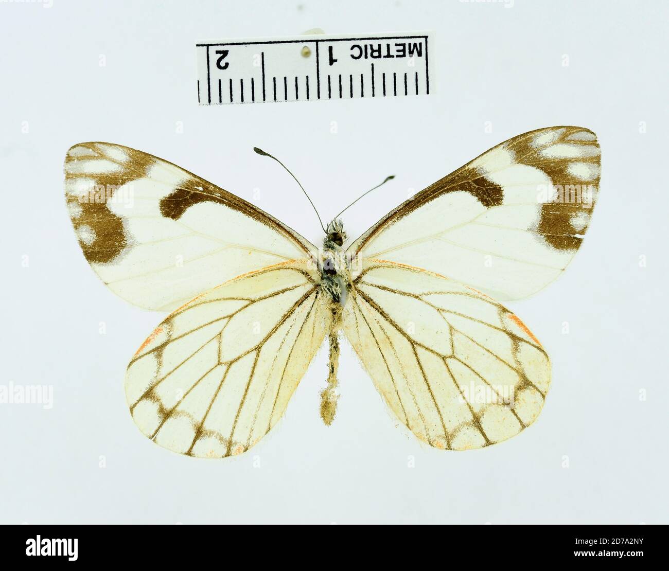 Pieris ninonia boisduval hi-res stock photography and images - Alamy