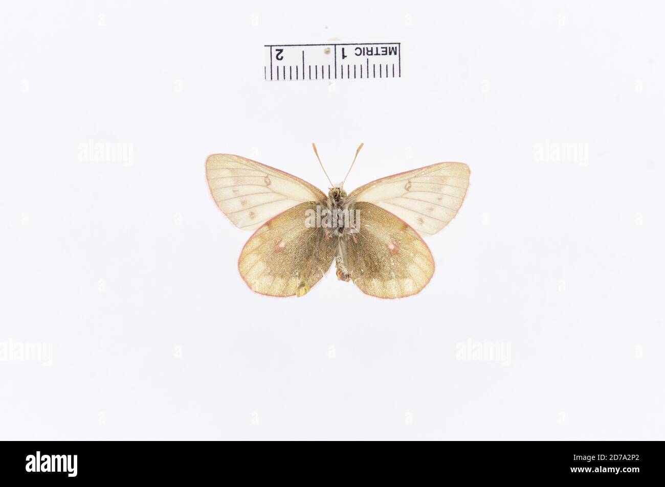 Nunavut, Northwest Territories, Canada, Colias rossii Guenee, 1864 ...