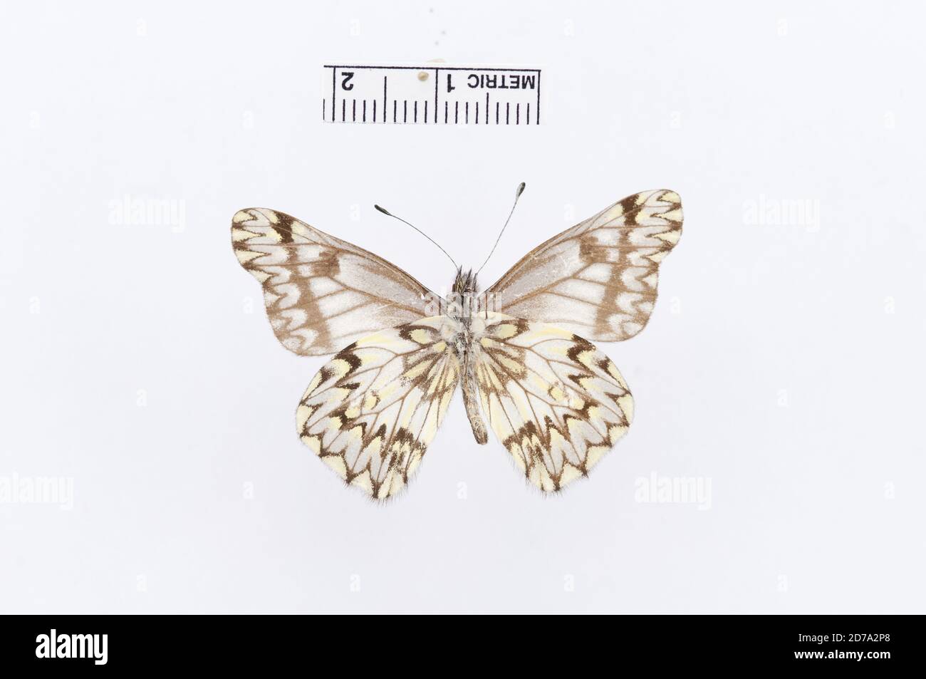 Tincochaca hi-res stock photography and images - Alamy