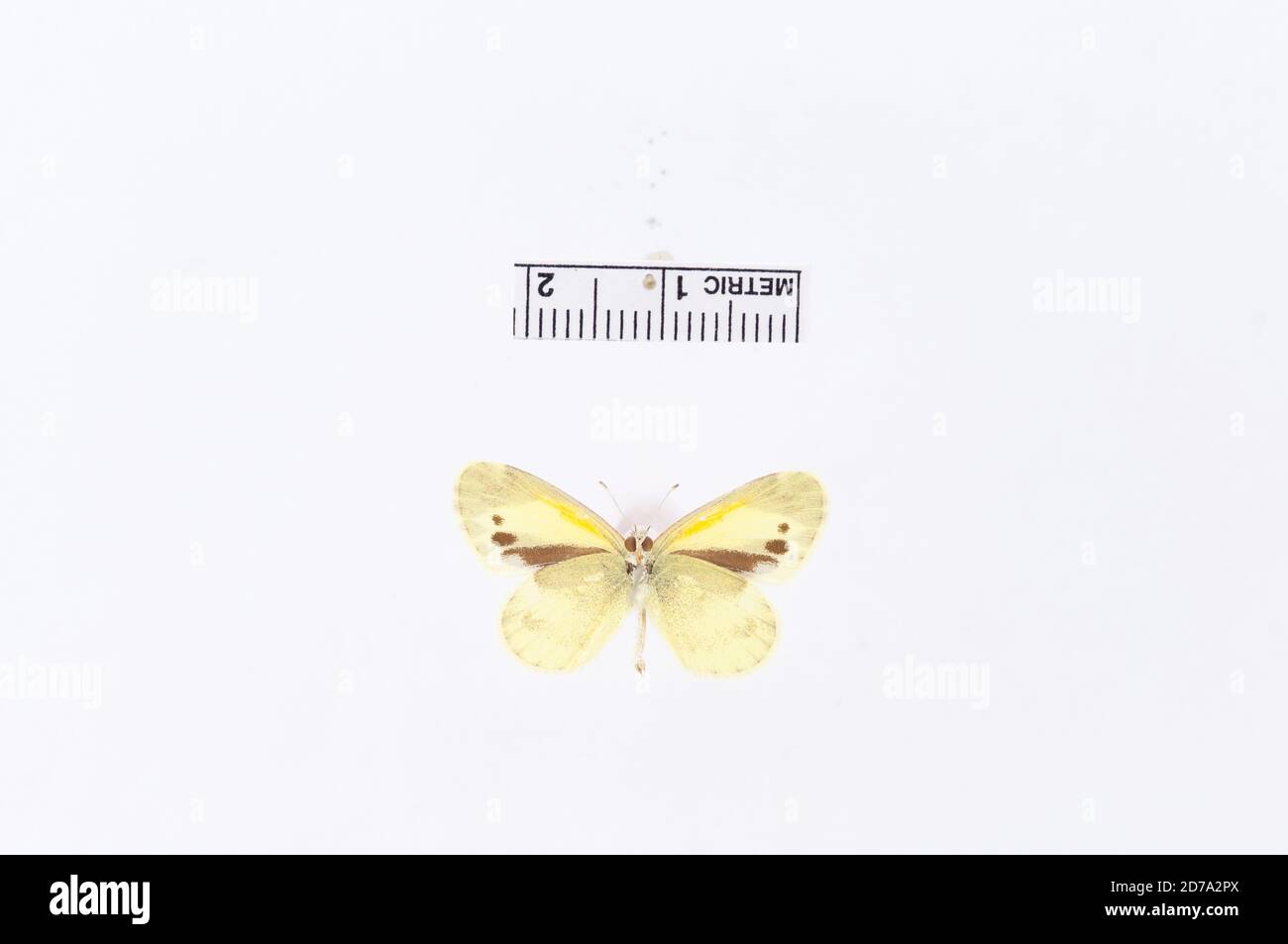 Nathalis iole, Animalia, Arthropoda, Insecta, Lepidoptera, Pieridae ...