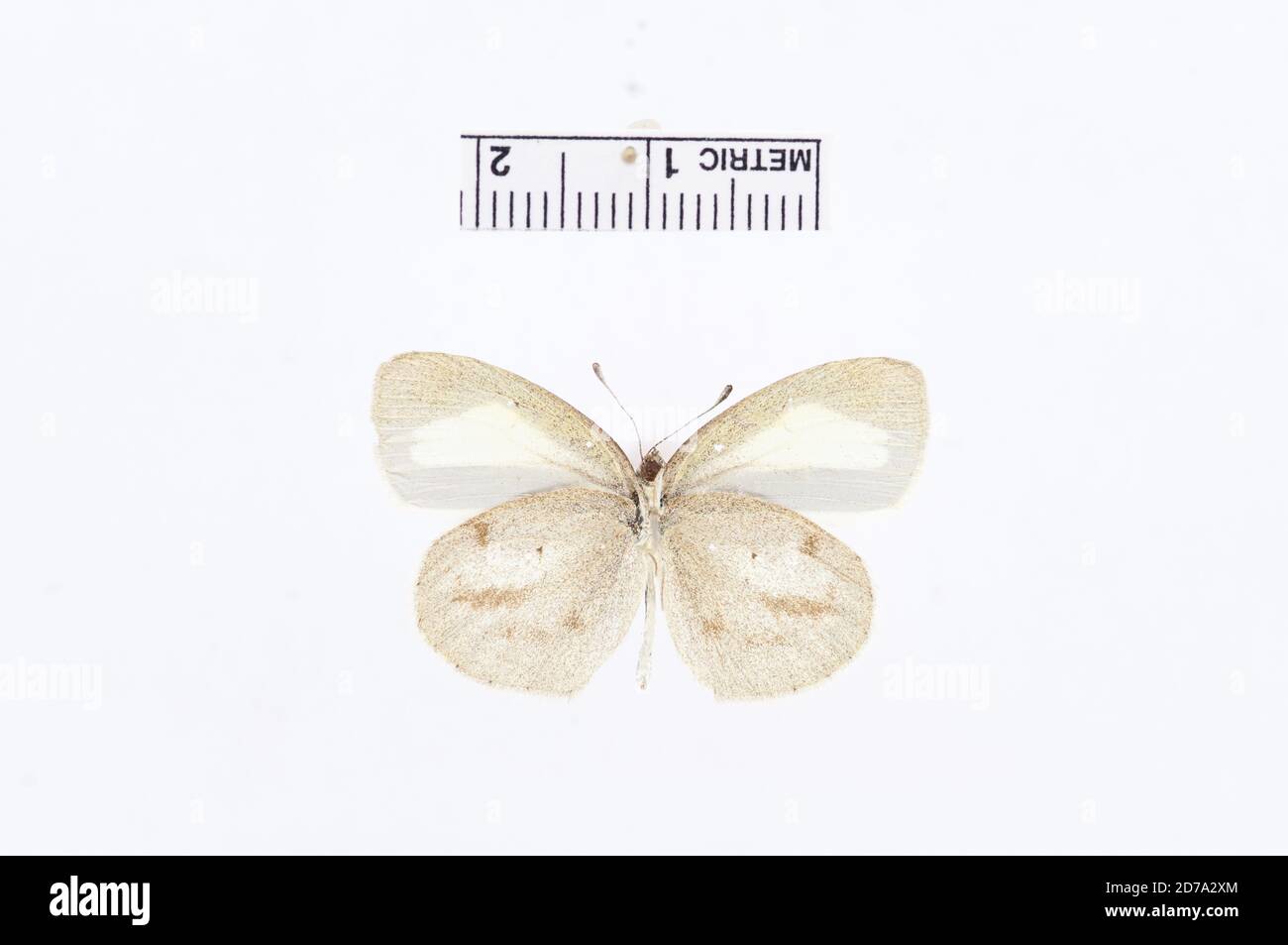 Eurema nigrocincta, Animalia, Arthropoda, Hexapoda, Insecta ...