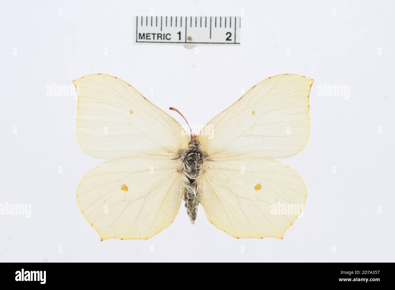 Pinned, Gonepteryx rhamni, Animalia, Arthropoda, Hexapoda, Insecta ...