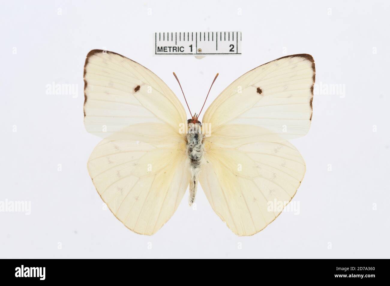Aphrissa statira, Animalia, Arthropoda, Insecta, Lepidoptera, Pieridae ...
