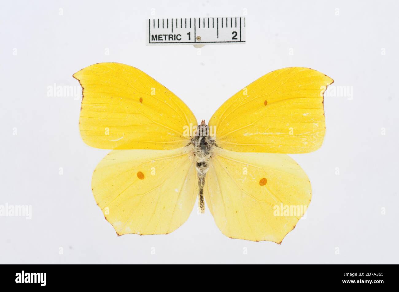 Pinned, Gonepteryx burmensis, Animalia, Arthropoda, Hexapoda, Insecta ...