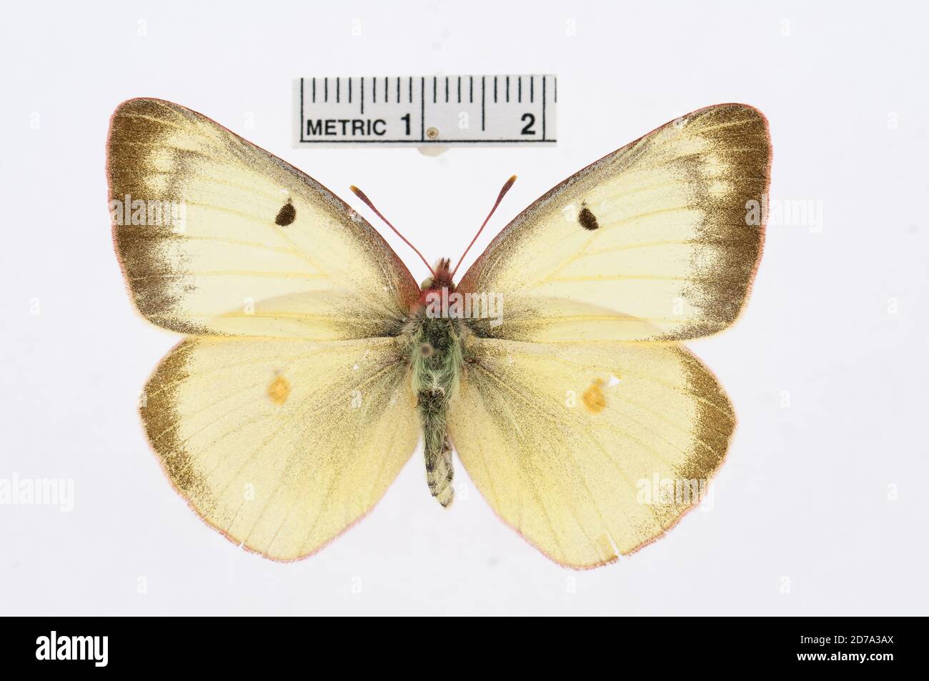 Colias occidentalis, Animalia, Arthropoda, Hexapoda, Insecta ...