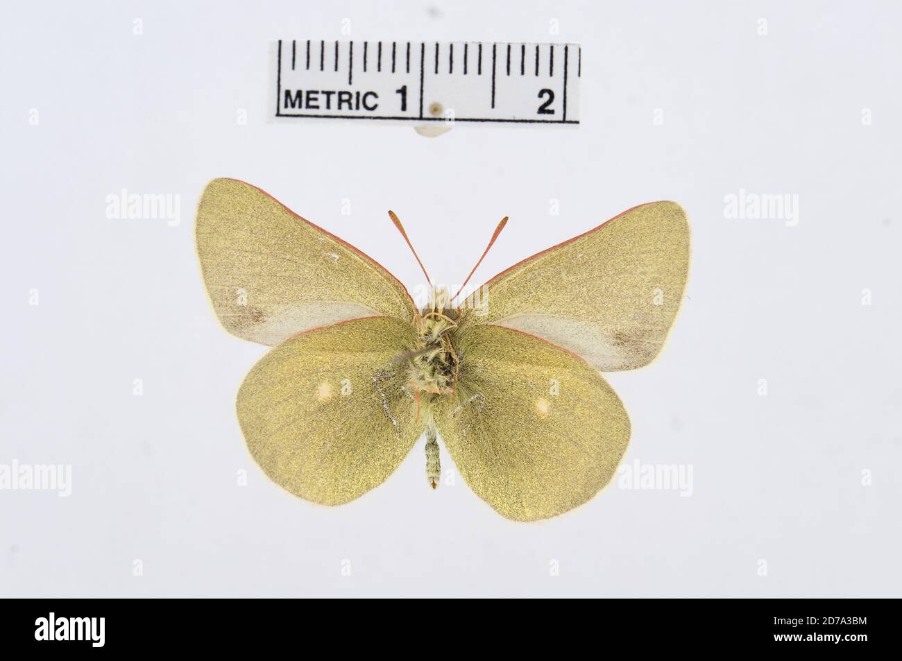 Pinned, Colias dimera, Animalia, Arthropoda, Hexapoda, Insecta ...