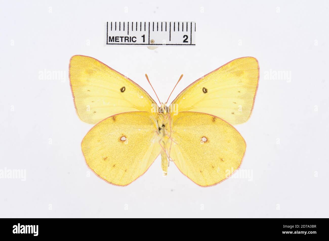 Pinned, Colias harfordii, Animalia, Arthropoda, Hexapoda, Insecta ...