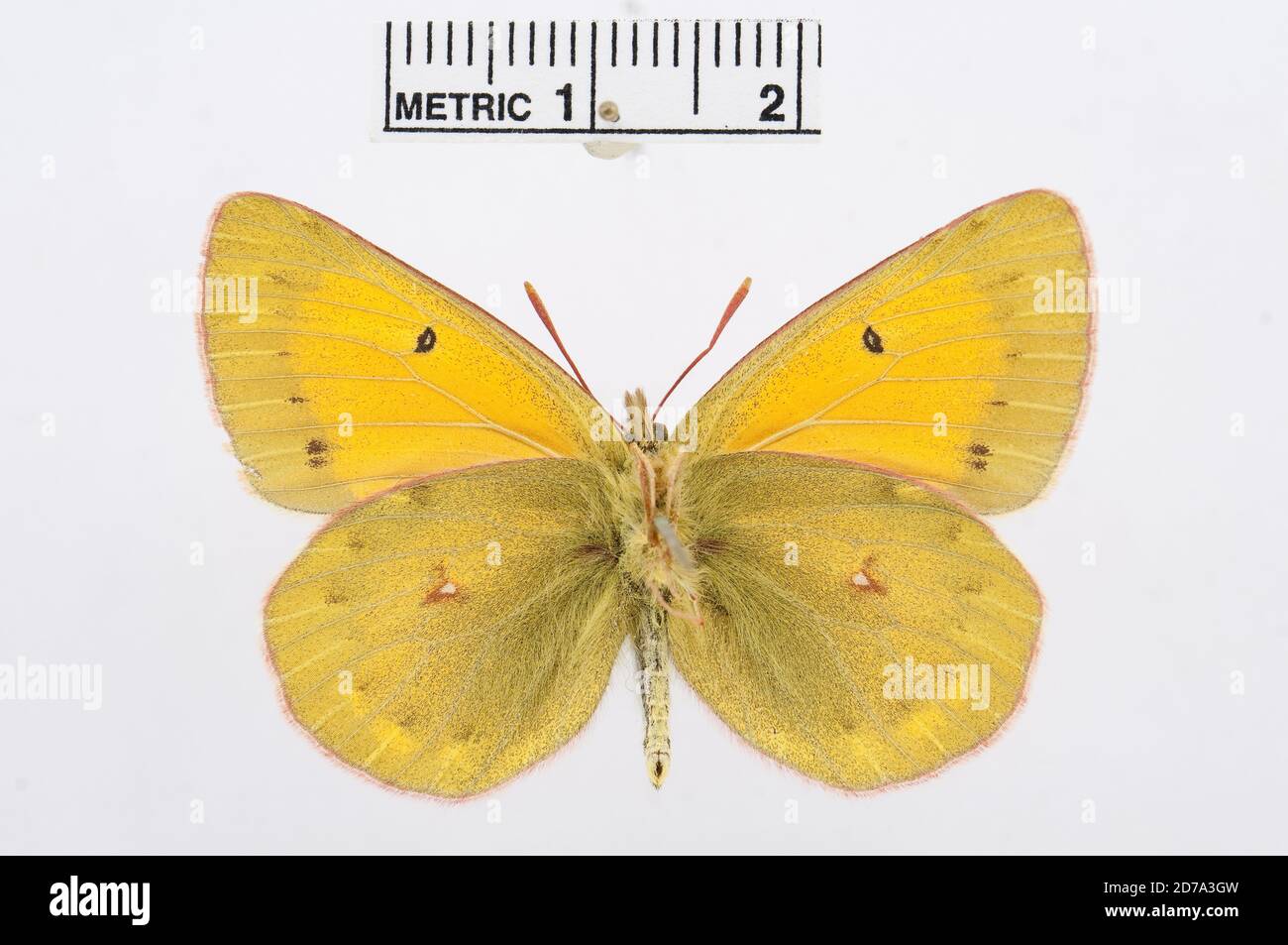 Pinned, Colias stoliczkana, Animalia, Arthropoda, Hexapoda, Insecta ...