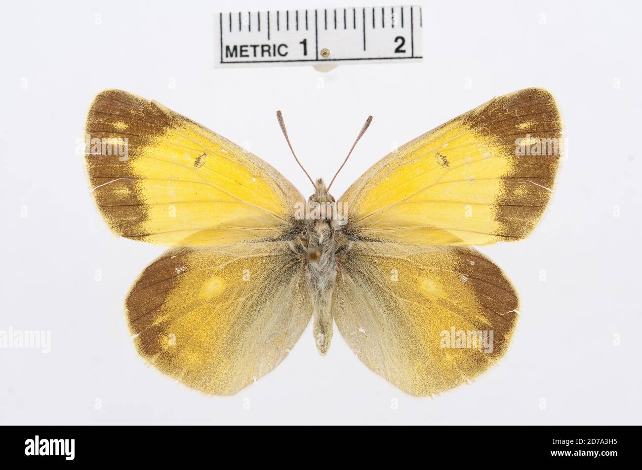 Pinned, Colias eogene, Animalia, Arthropoda, Hexapoda, Insecta ...