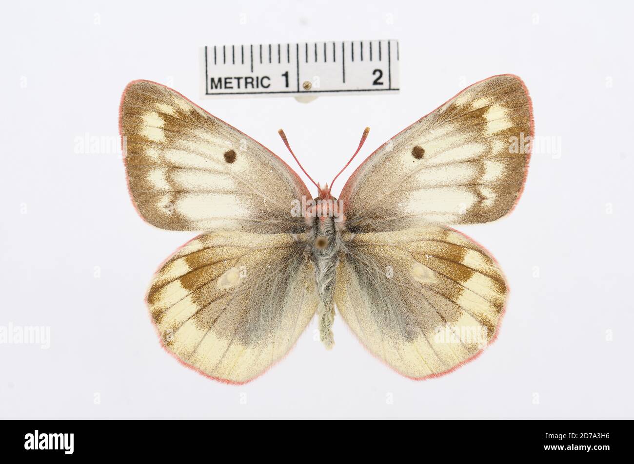 Colias australis, Animalia, Arthropoda, Hexapoda, Insecta, Lepidoptera ...