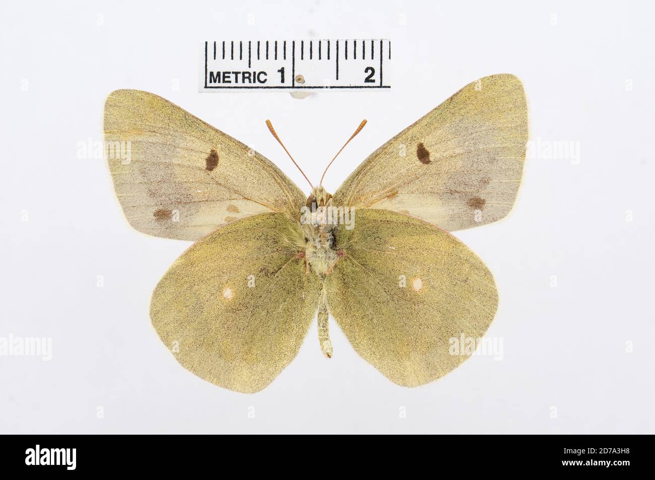 Pinned, Colias arida, Animalia, Arthropoda, Hexapoda, Insecta ...