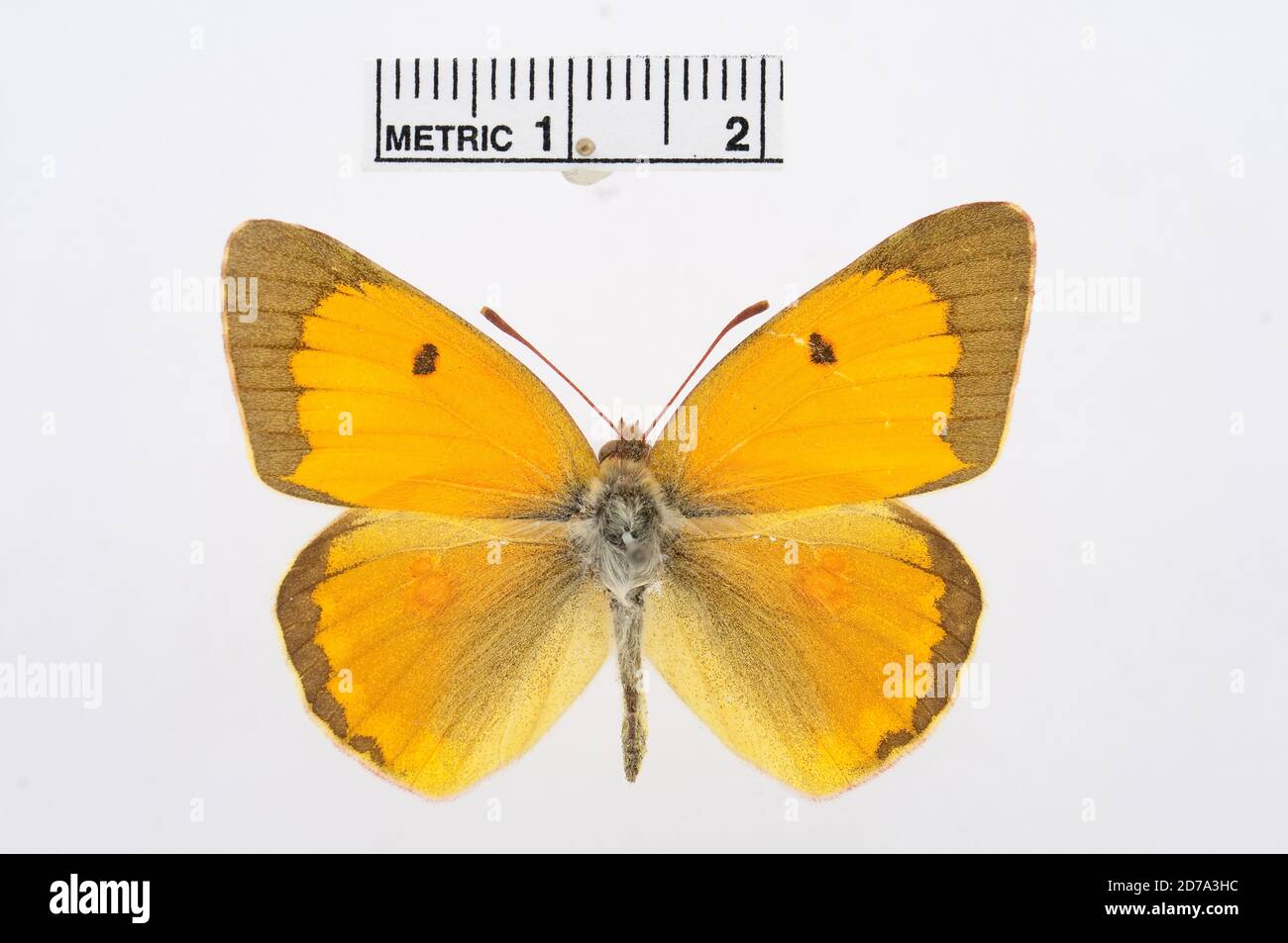 Colias chrysotheme, Animalia, Arthropoda, Hexapoda, Insecta ...