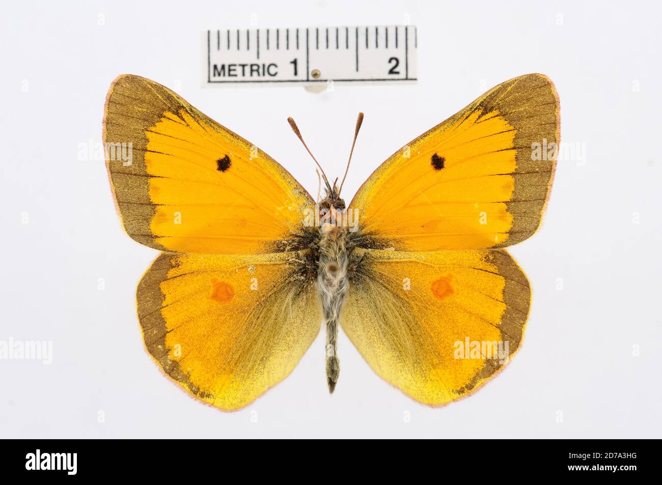 Pinned, Colias staudingeri, Animalia, Arthropoda, Hexapoda, Insecta ...