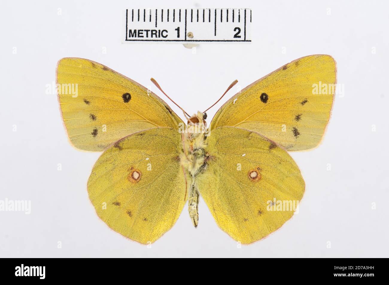 Colias diva hi-res stock photography and images - Alamy