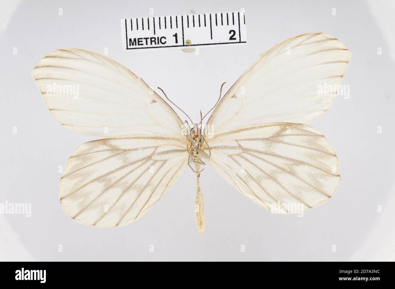 Pseudopieris nehemia, Animalia, Arthropoda, Hexapoda, Insecta ...