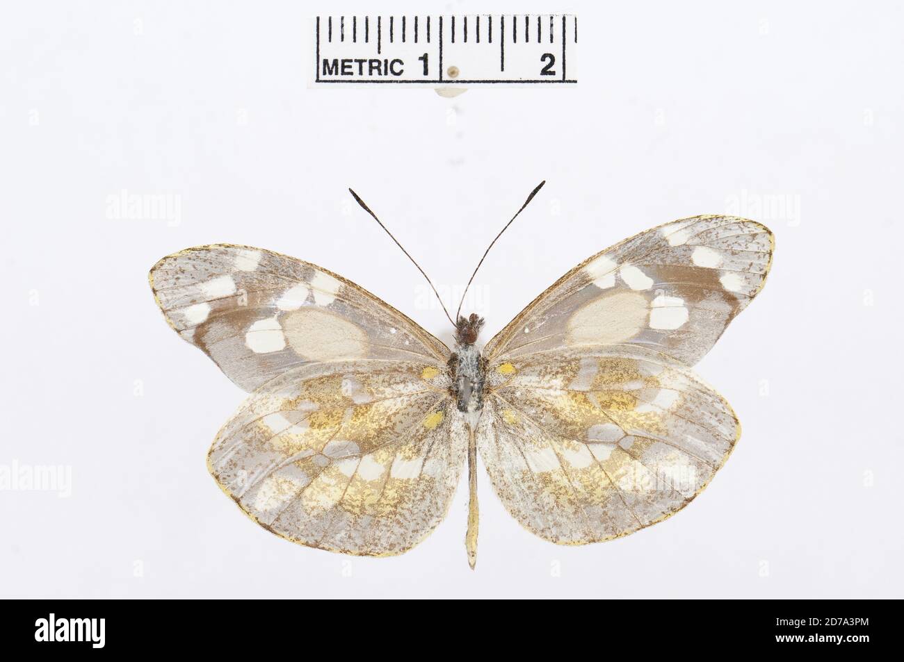 Dismorphia astyocha, Animalia, Arthropoda, Hexapoda, Insecta ...