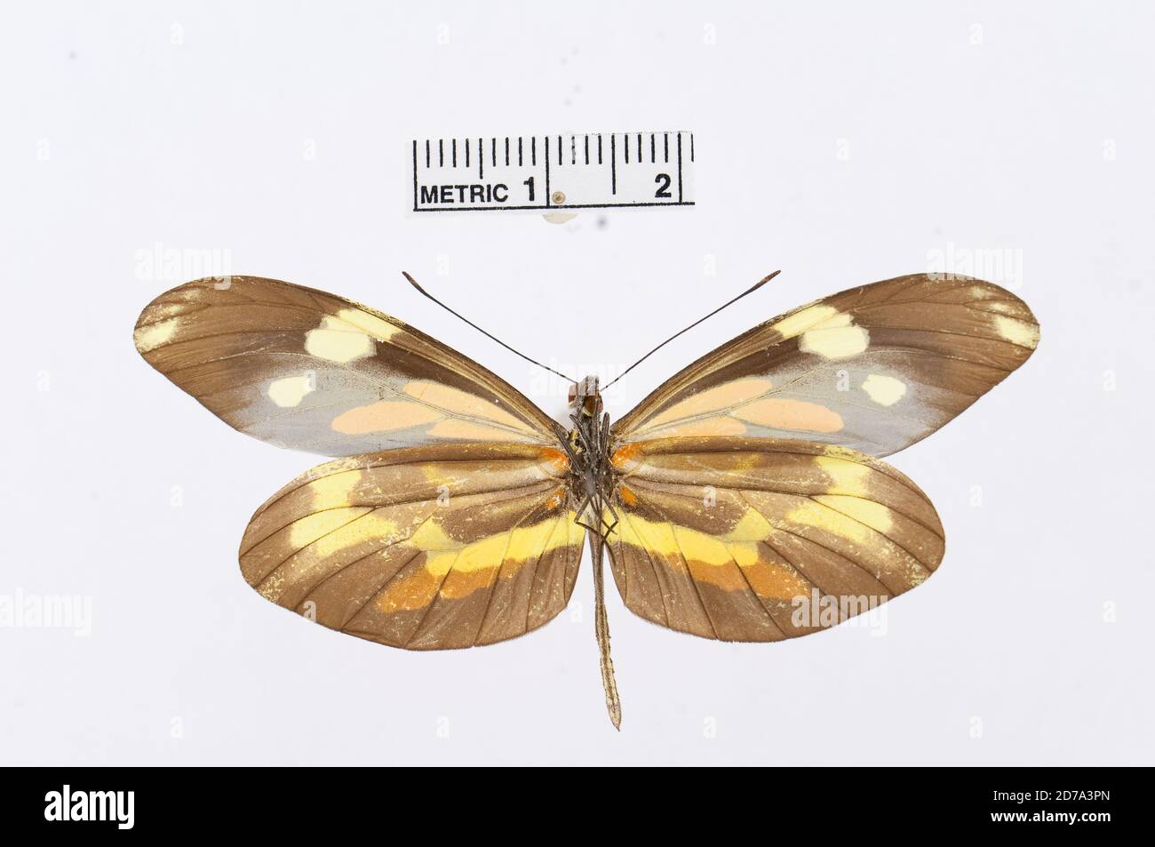 Dismorphia astyocha, Animalia, Arthropoda, Hexapoda, Insecta ...