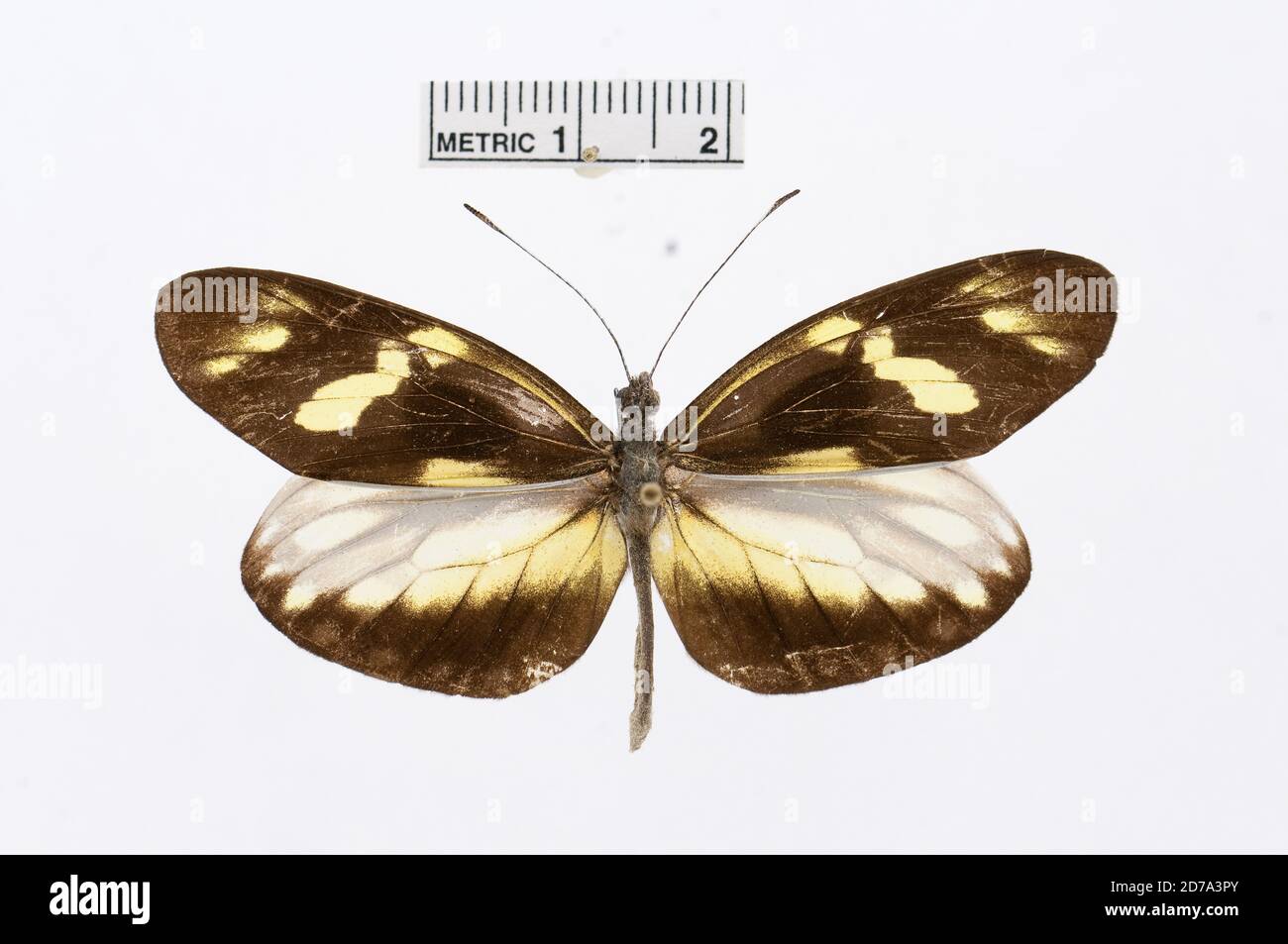 Dismorphia laja, Animalia, Arthropoda, Hexapoda, Insecta, Lepidoptera ...