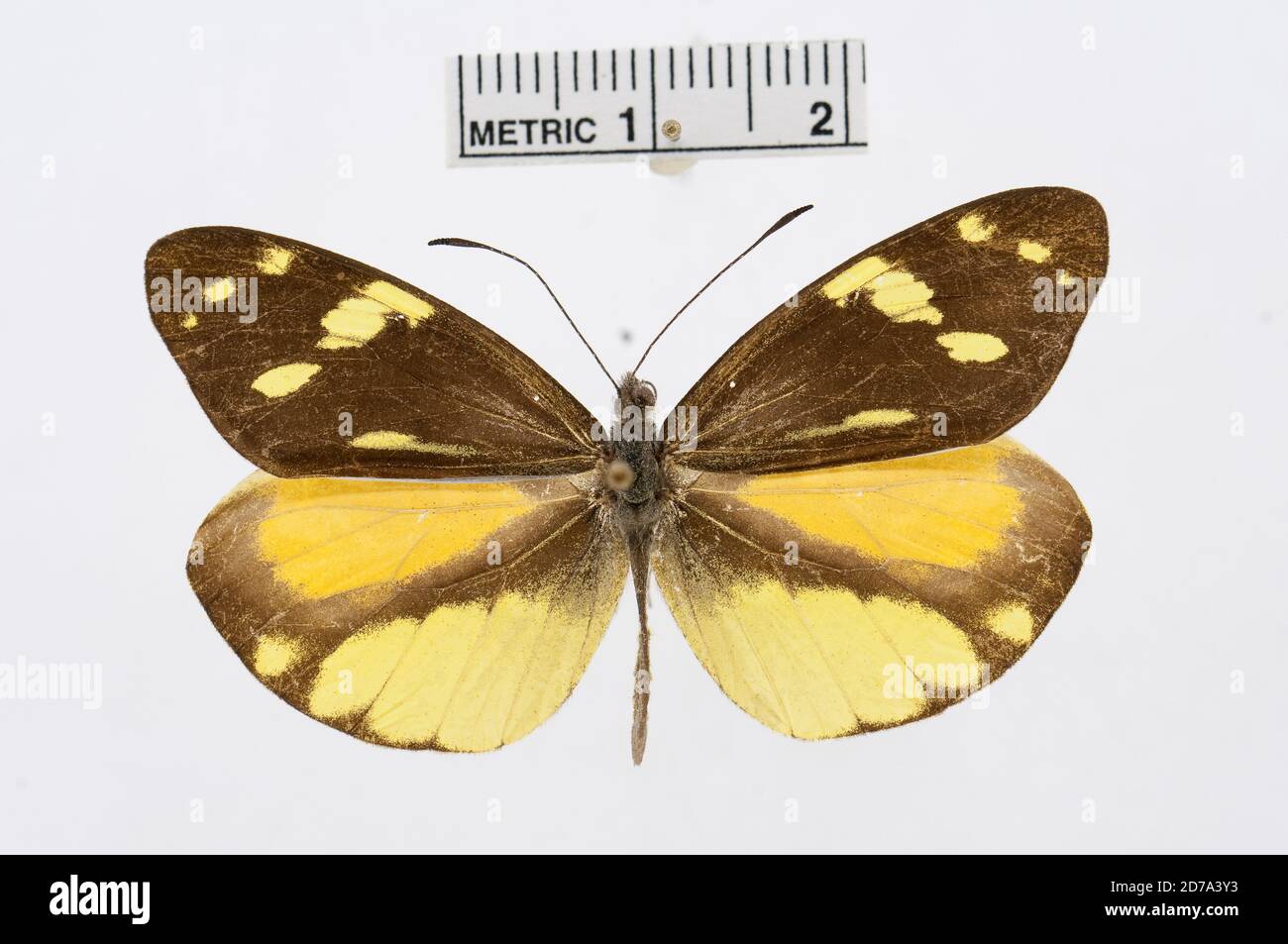 Dismorphia mirandola, Animalia, Arthropoda, Hexapoda, Insecta ...