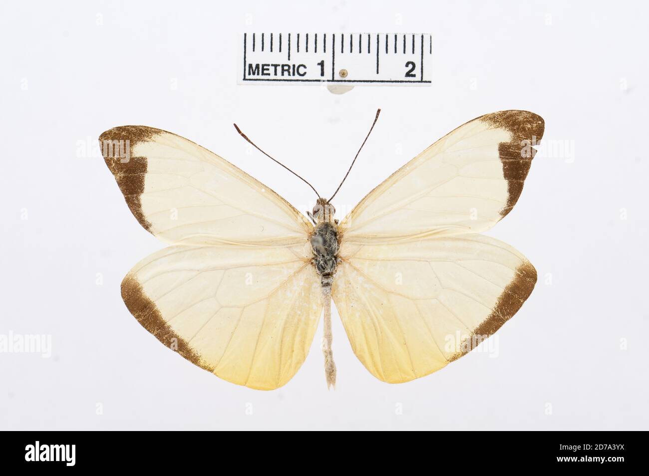 Enantia limnoria, Animalia, Arthropoda, Hexapoda, Insecta, Lepidoptera ...