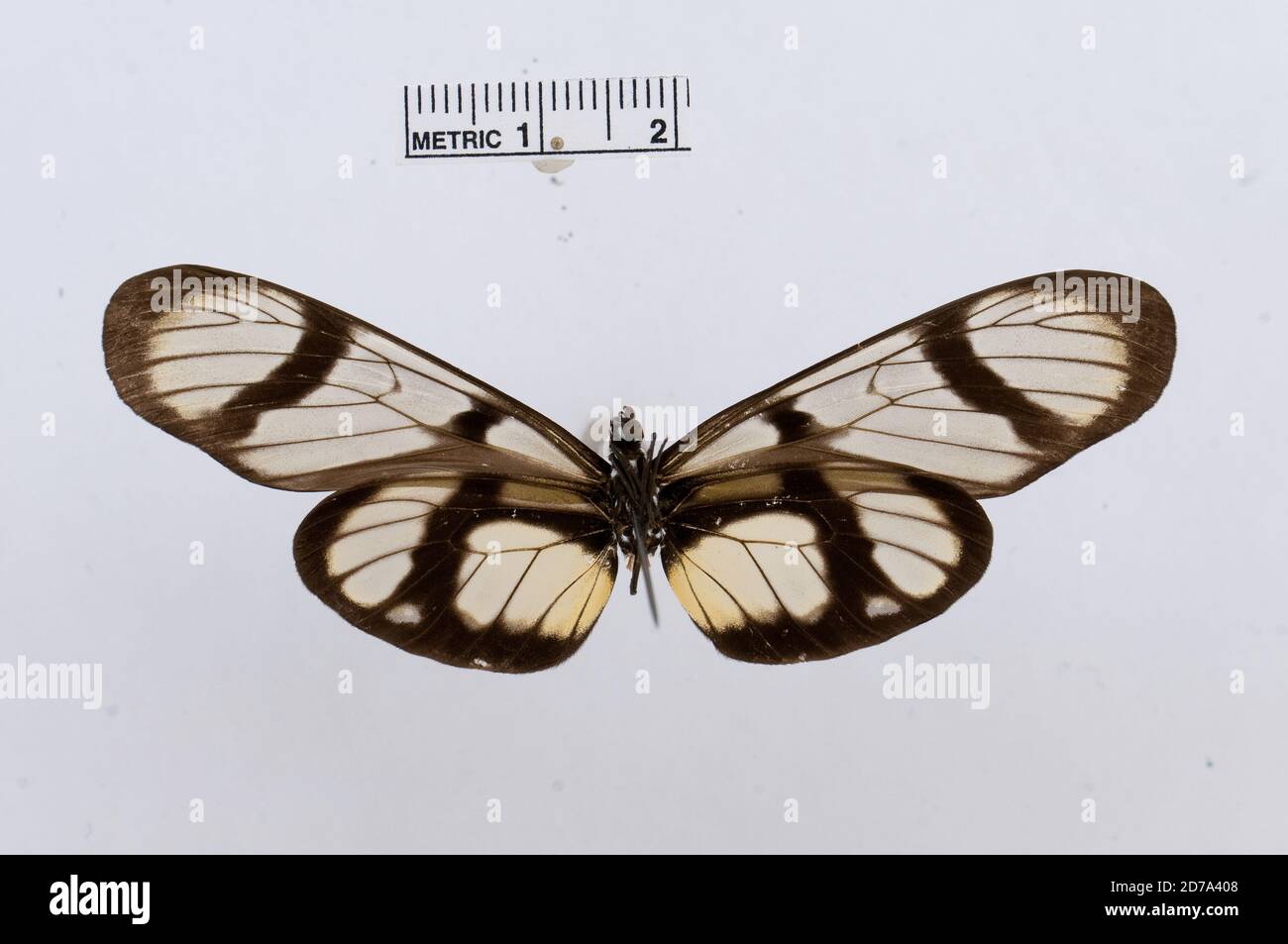 Pinned, Patia orise, Animalia, Arthropoda, Hexapoda, Insecta ...