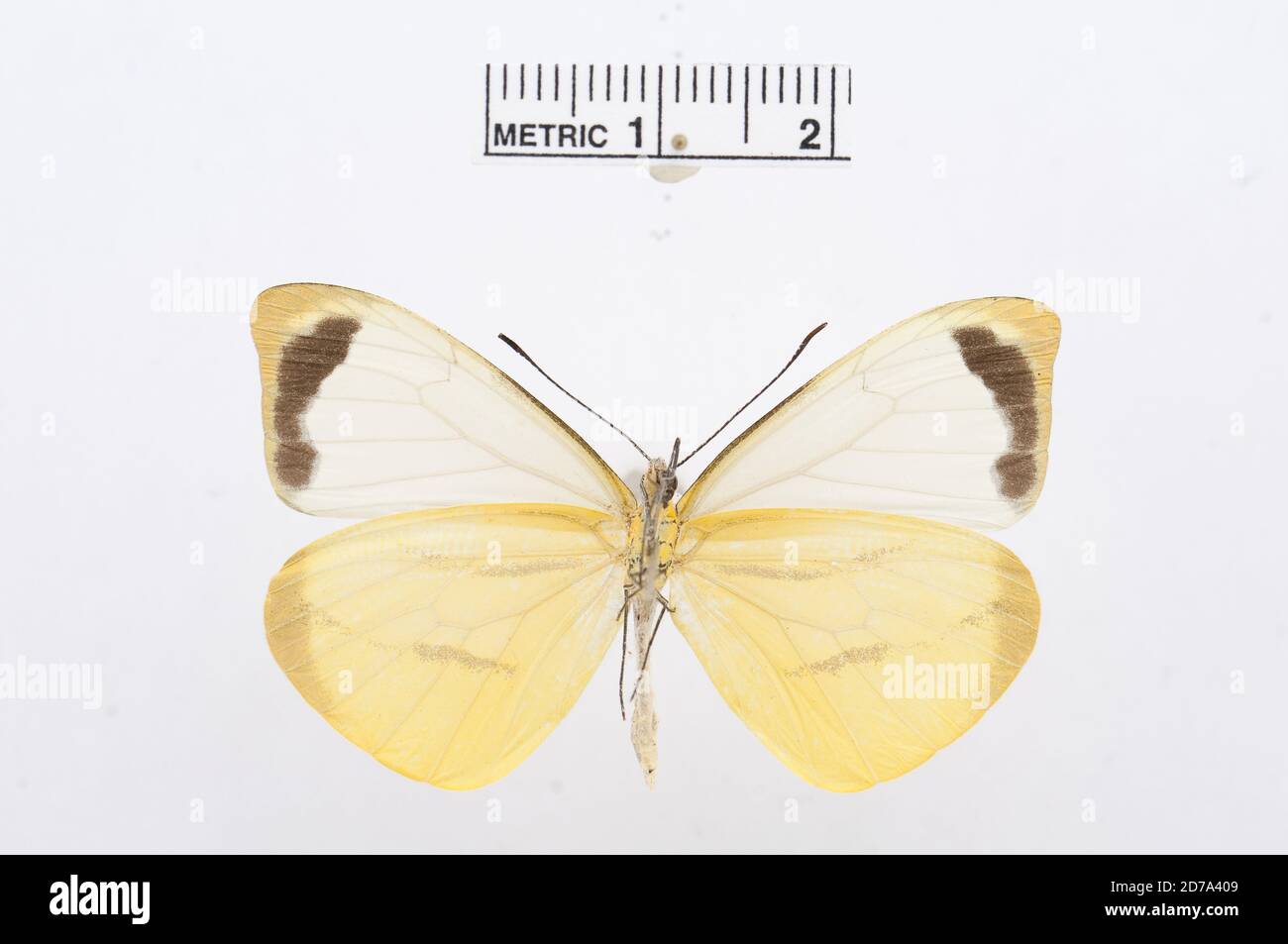 Pinned, Enantia limnoria, Animalia, Arthropoda, Hexapoda, Insecta ...