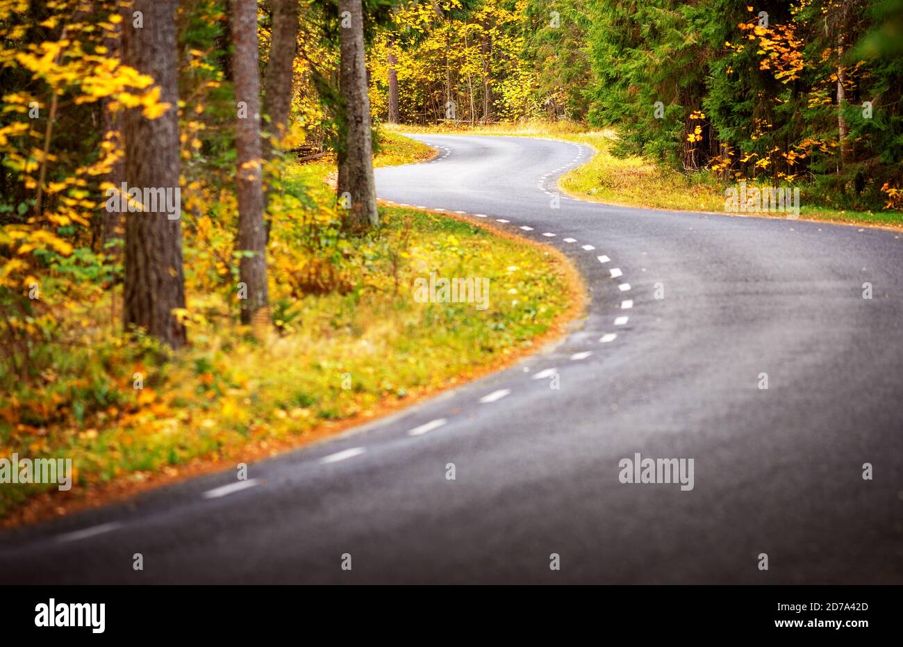 Asphalt road with beautiful trees on the sides in autumn Stock Photo ...