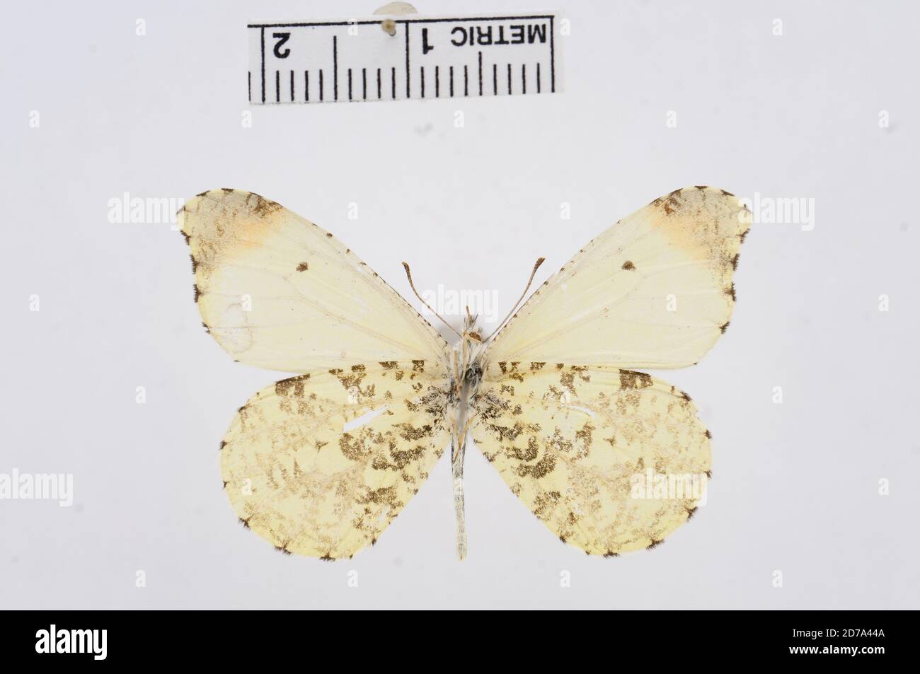 Anthocharis limonea, Animalia, Arthropoda, Hexapoda, Insecta ...