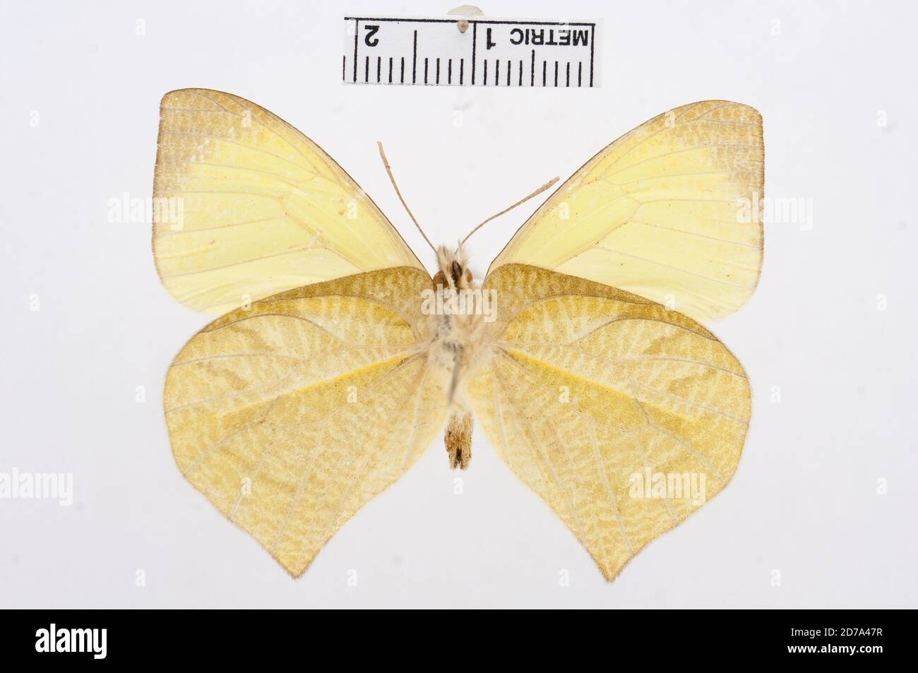 Mathania agasicles, Animalia, Arthropoda, Hexapoda, Insecta ...