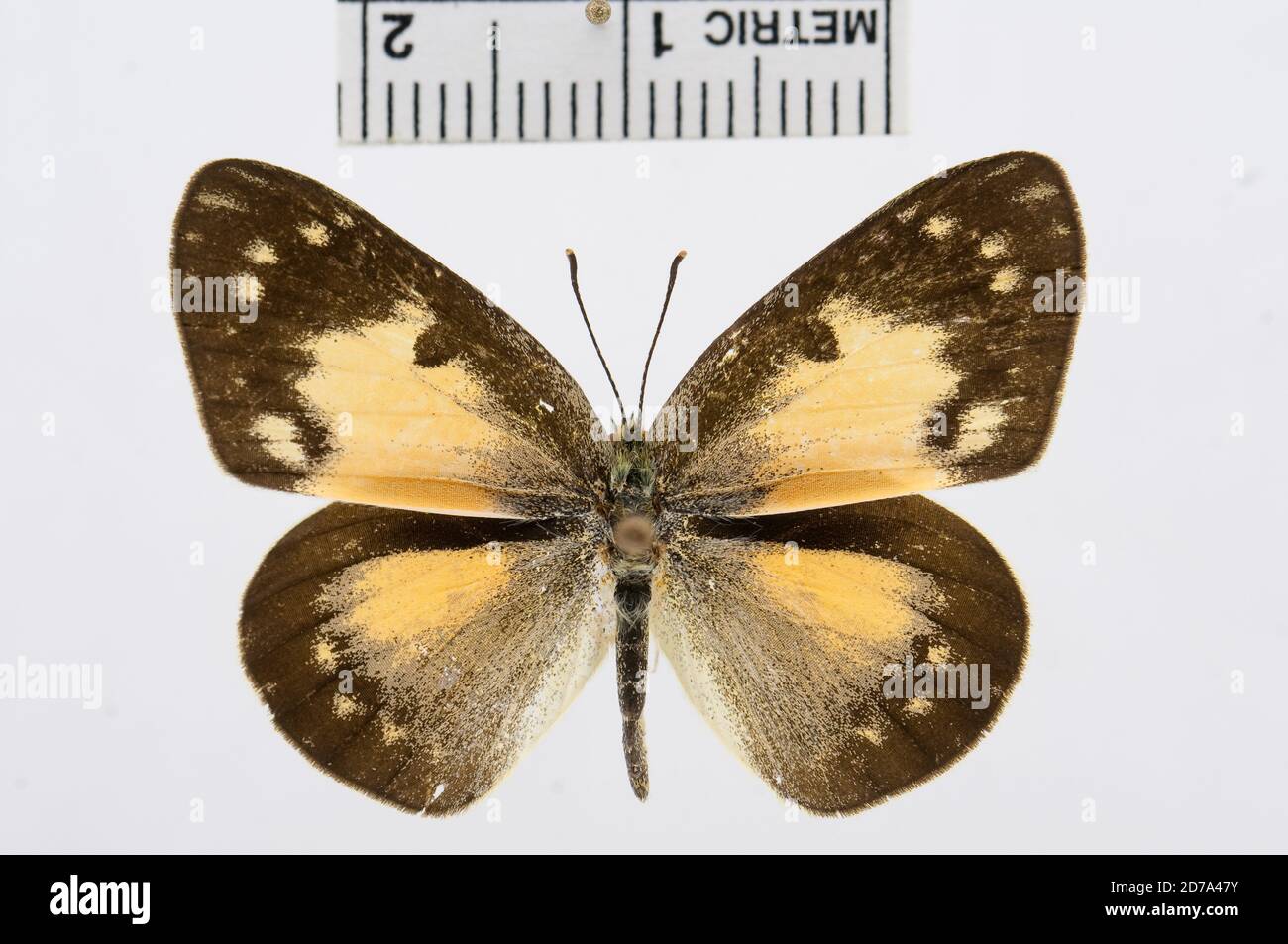 Pinned, Colotis amata, Animalia, Arthropoda, Hexapoda, Insecta ...