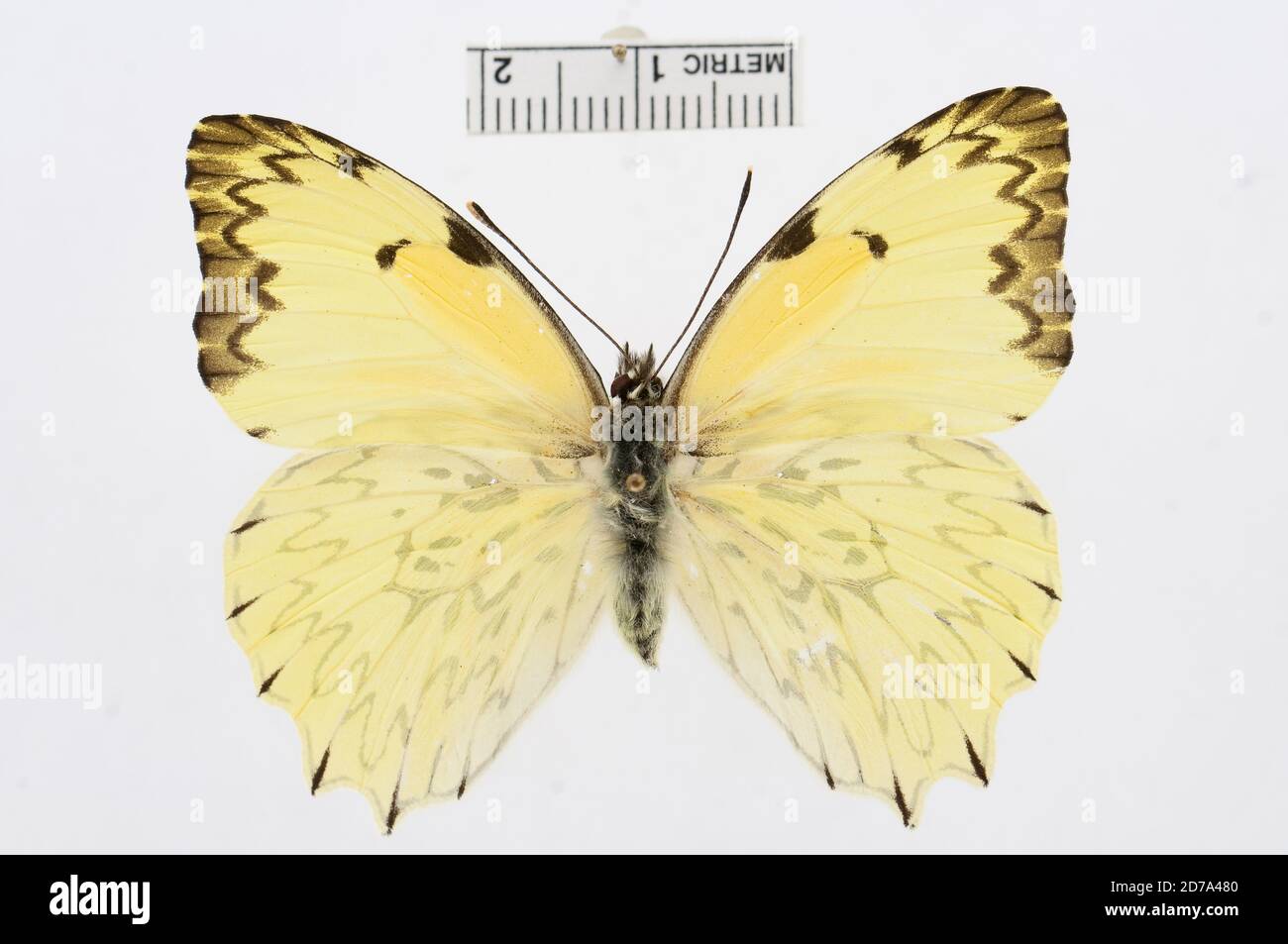 Hesperocharis graphites, Animalia, Arthropoda, Hexapoda, Insecta ...