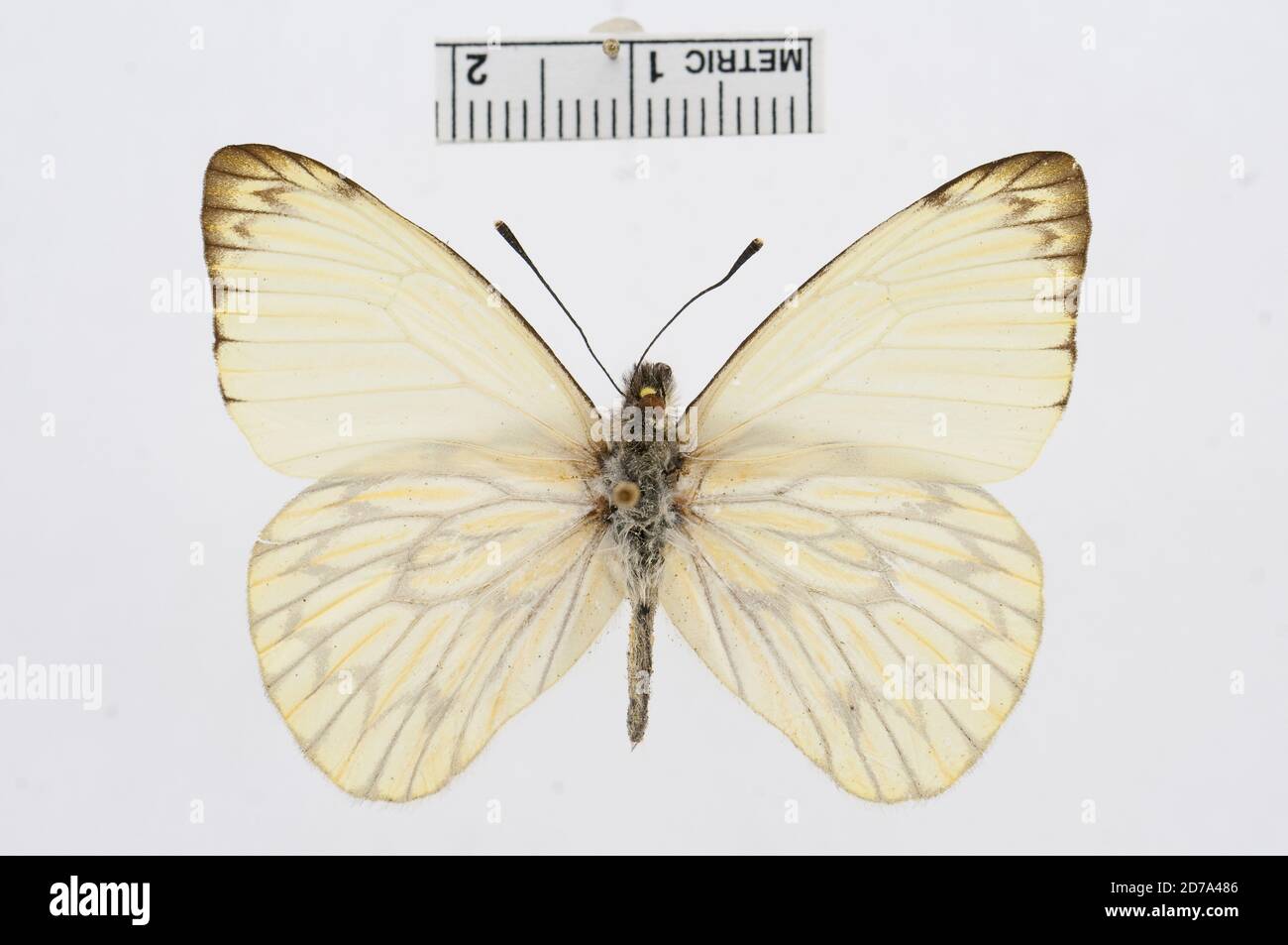 Pinned, Hesperocharis nereina, Animalia, Arthropoda, Hexapoda, Insecta ...