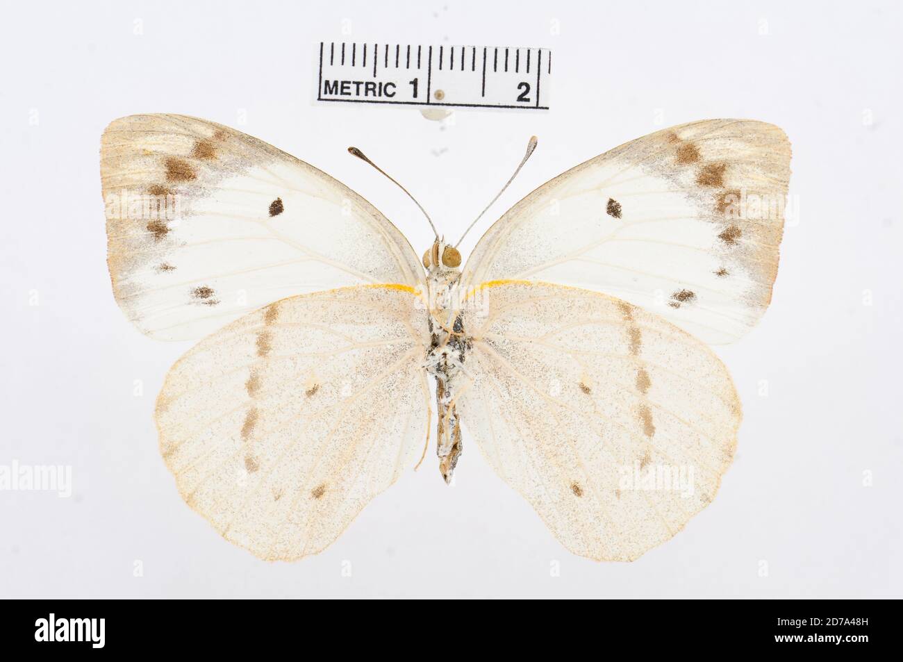 Colotis regina, Animalia, Arthropoda, Hexapoda, Insecta, Lepidoptera ...