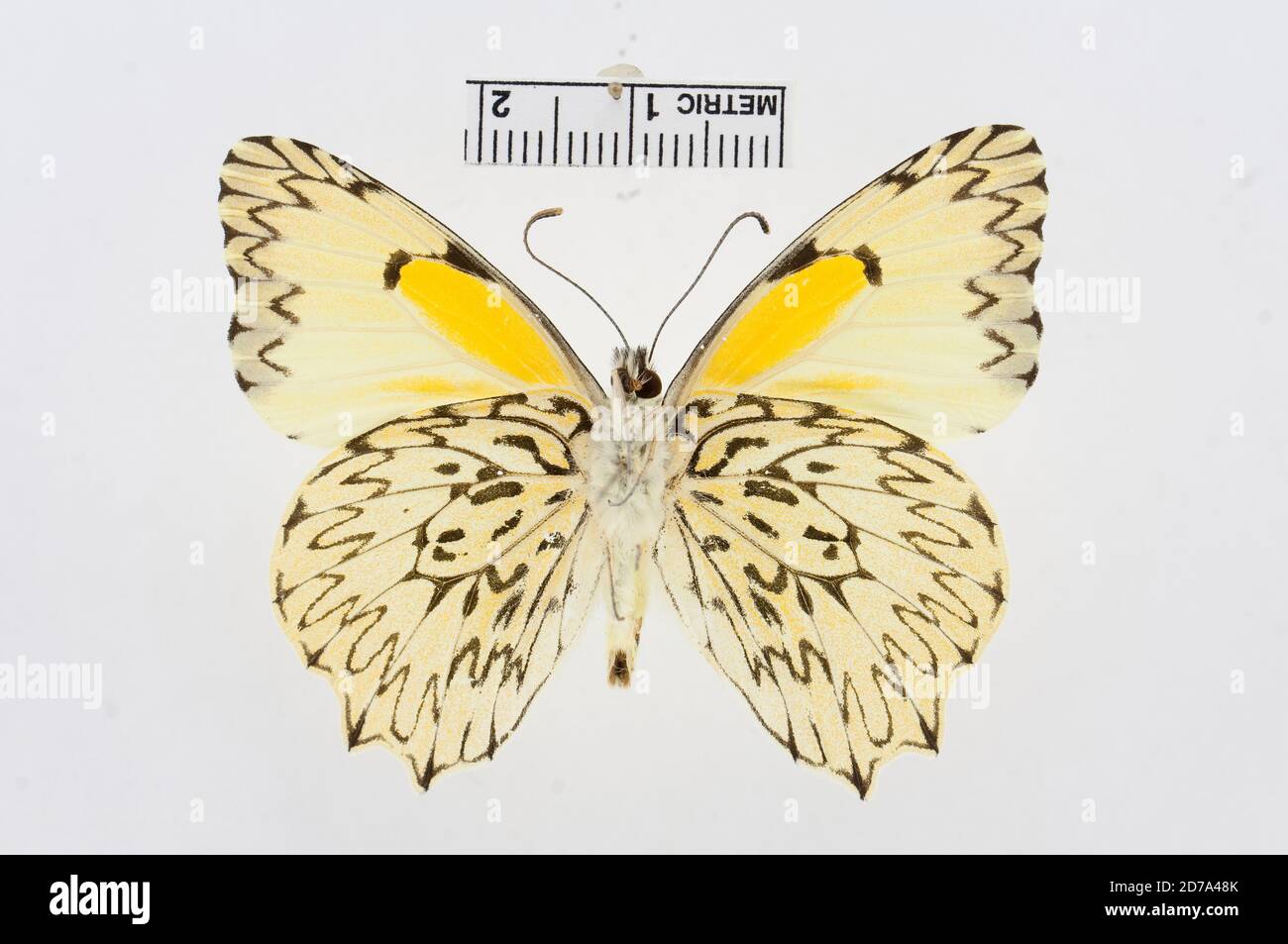 Pinned, Hesperocharis graphites, Animalia, Arthropoda, Hexapoda ...