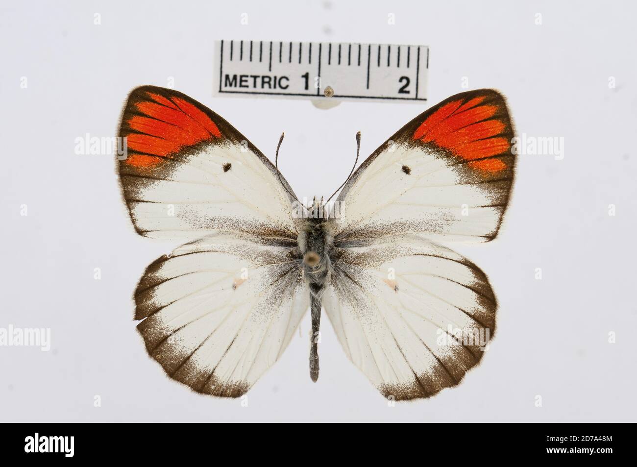 Pinned, Colotis antevippe, Animalia, Arthropoda, Hexapoda, Insecta ...