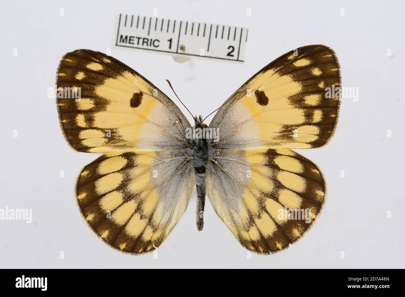 Colotis vesta hi-res stock photography and images - Alamy