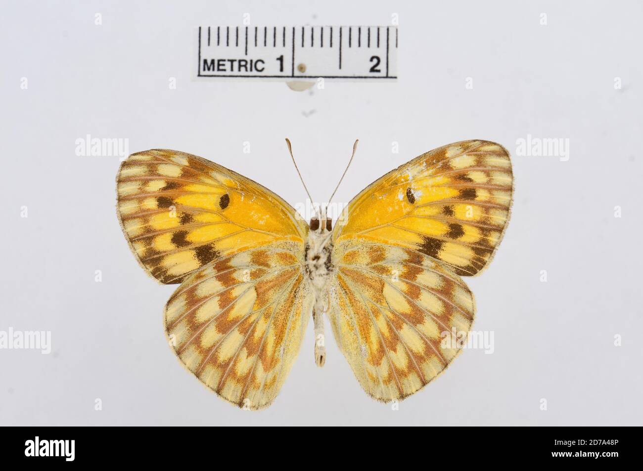 Colotis doubledayi, Animalia, Arthropoda, Hexapoda, Insecta ...