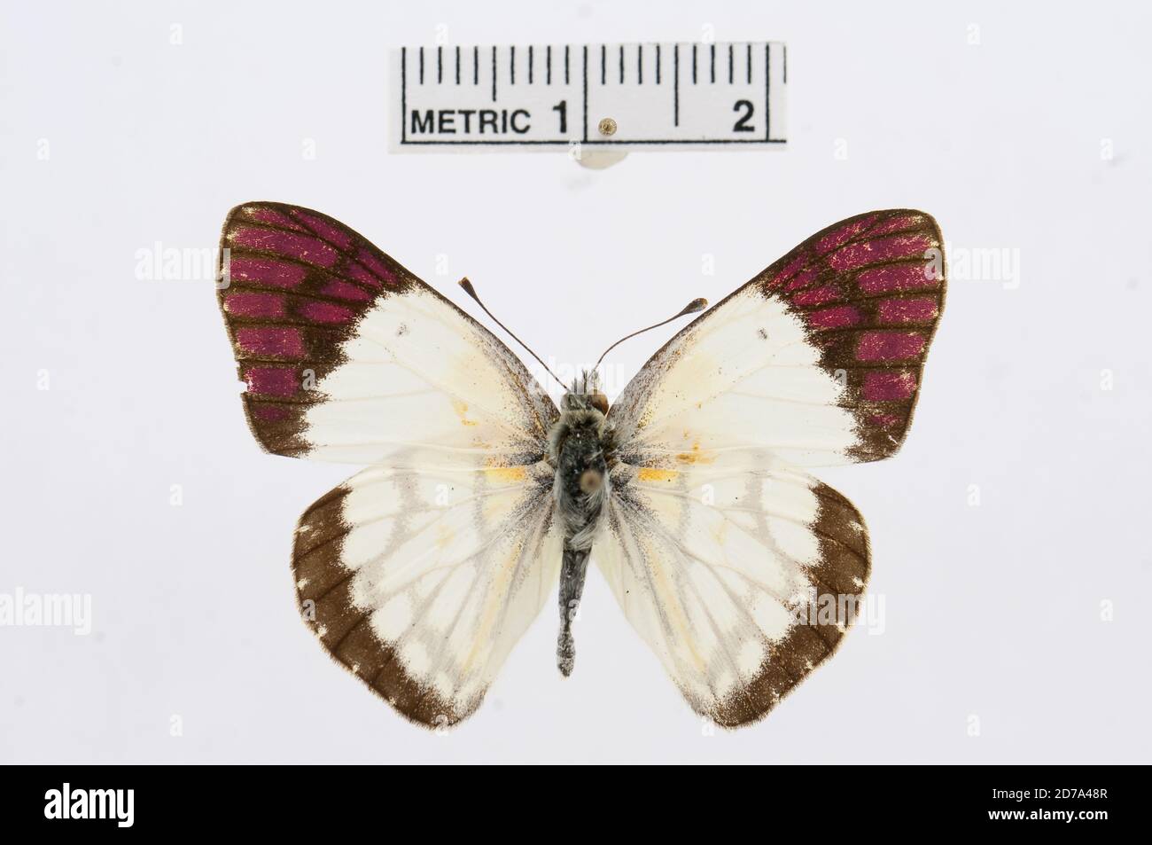 Pinned, Colotis celimene, Animalia, Arthropoda, Hexapoda, Insecta ...