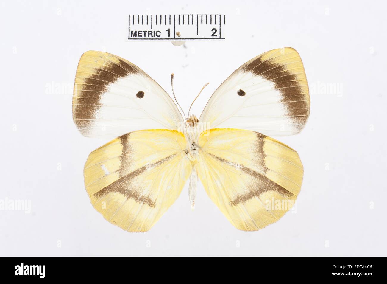 Colotis mananhari, Animalia, Arthropoda, Hexapoda, Insecta, Lepidoptera ...