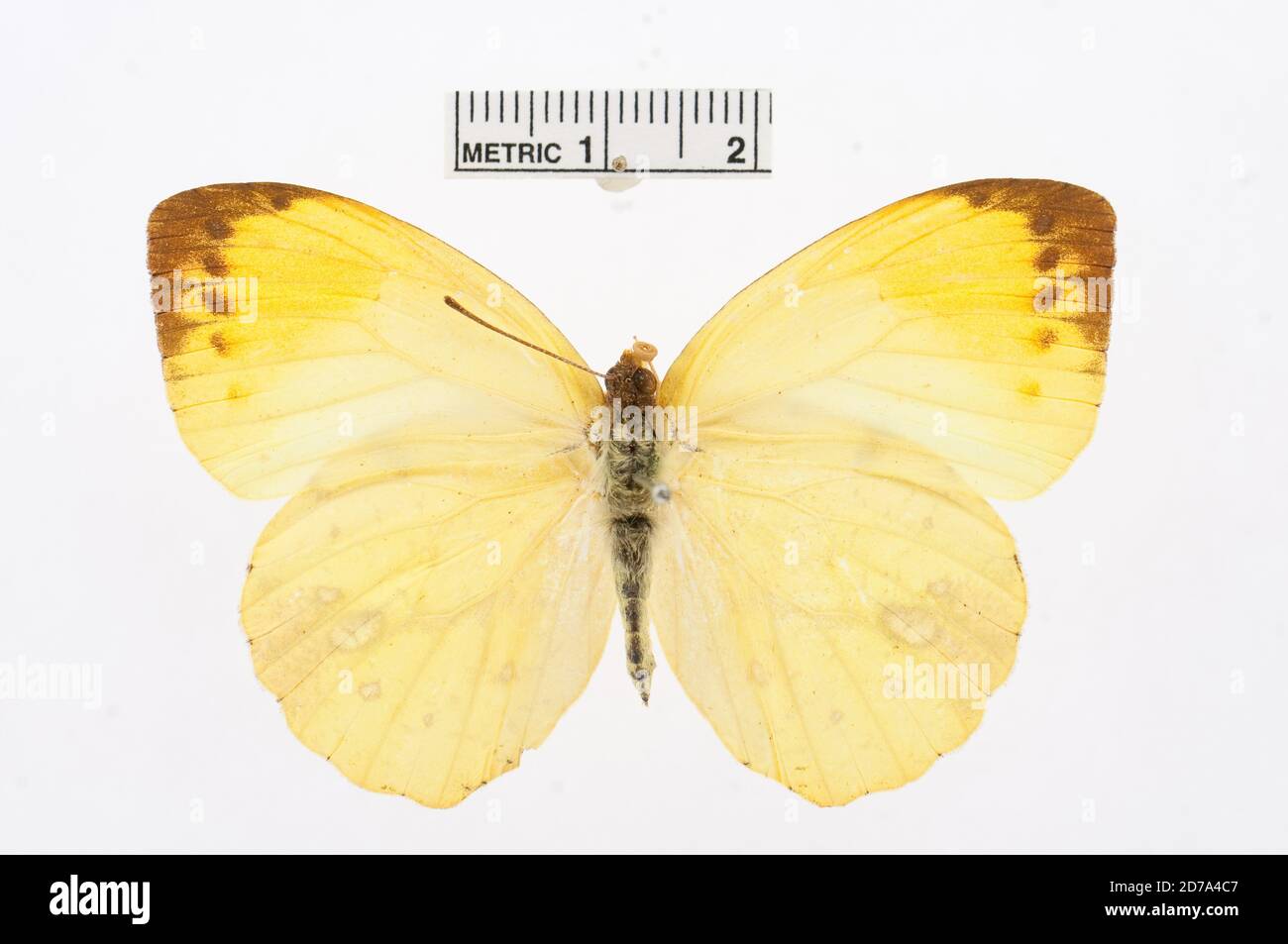 Eronia leda hi-res stock photography and images - Alamy