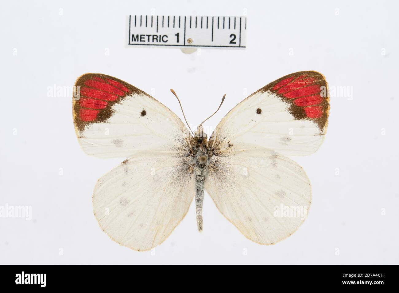 Colotis guenei, Animalia, Arthropoda, Hexapoda, Insecta, Lepidoptera ...
