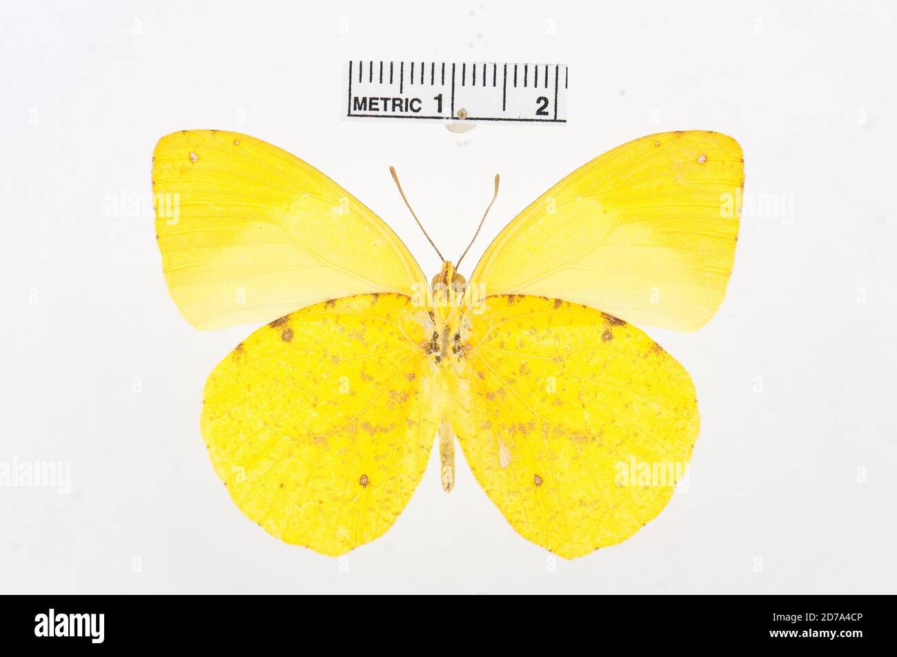 Eronia leda, Animalia, Arthropoda, Hexapoda, Insecta, Lepidoptera ...