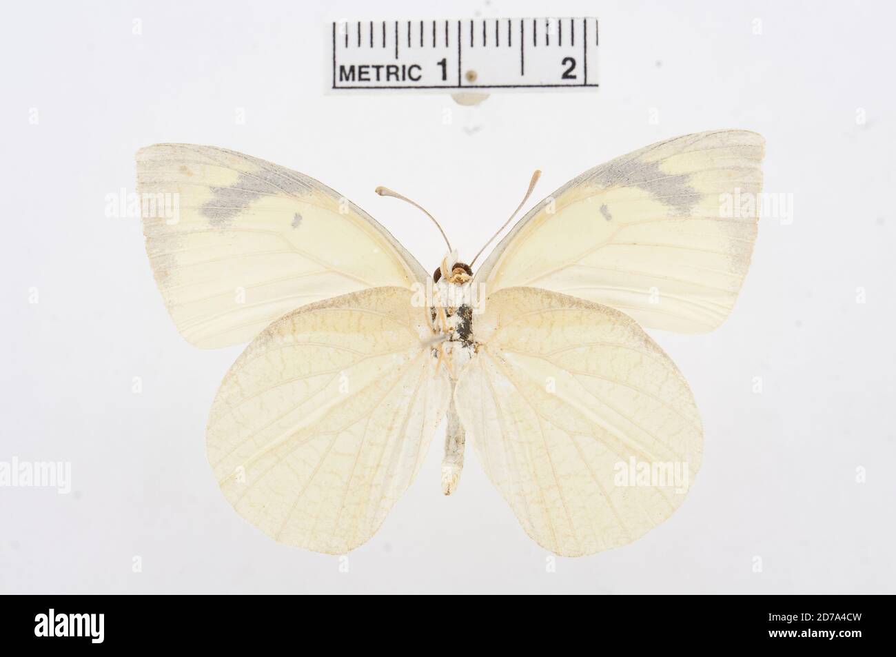 Colotis subfasciatus, Animalia, Arthropoda, Hexapoda, Insecta ...