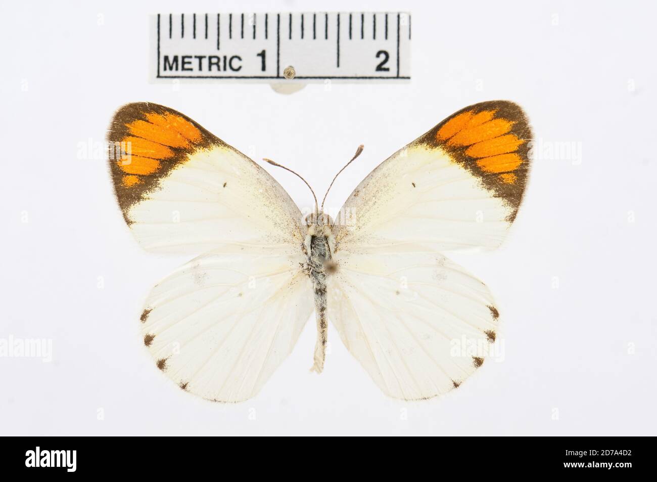 Colotis etrida, Animalia, Arthropoda, Hexapoda, Insecta, Lepidoptera ...
