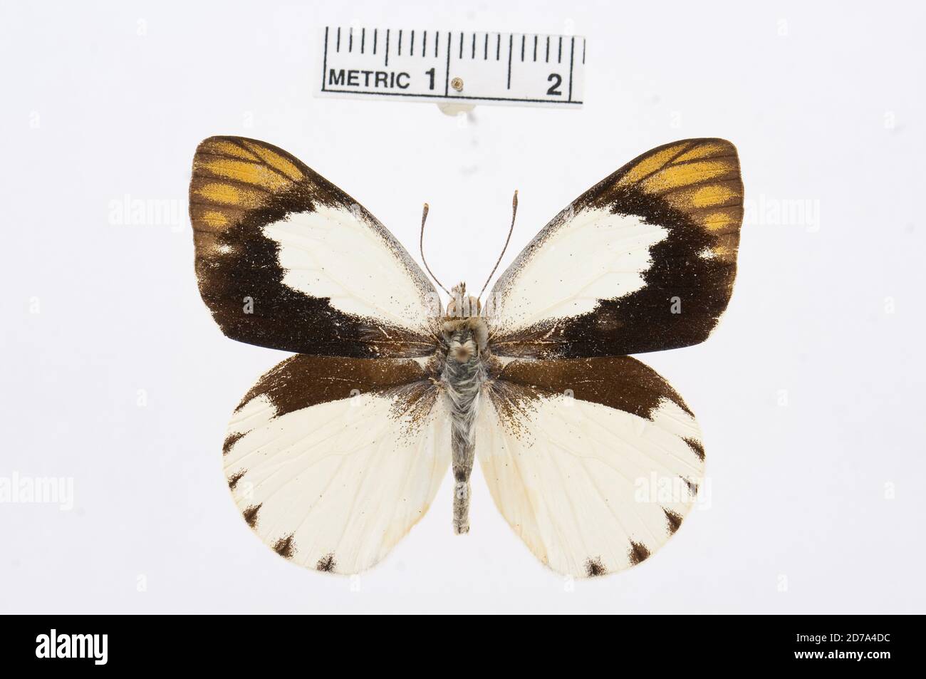 Pinned, Colotis eris, Animalia, Arthropoda, Hexapoda, Insecta ...
